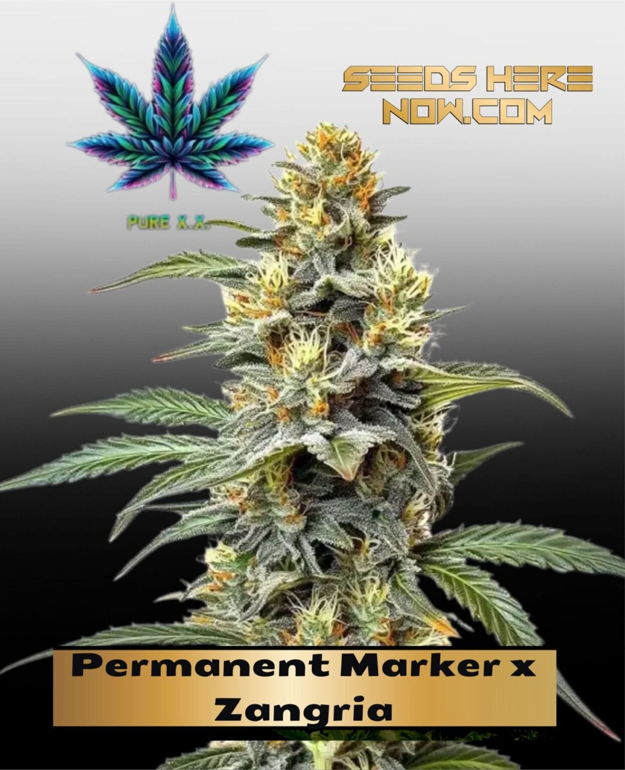 Permanent Marker X Zangria (Feminized) - Pure XX | Seeds Here Now