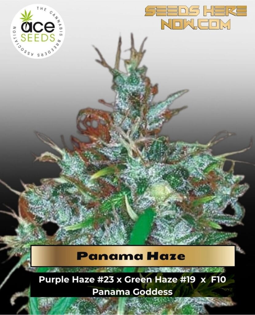Shop Panama Haze Feminized Cannabis Seeds | Potent Effects
