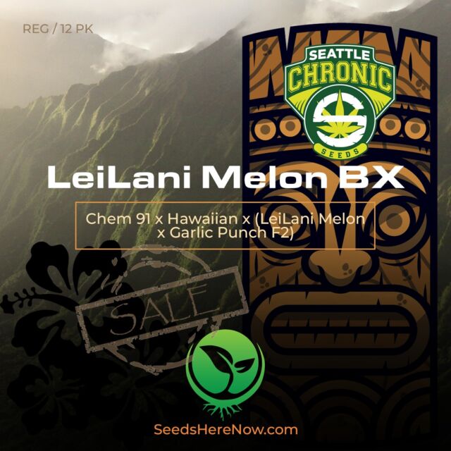 Serious Seeds - Warlock {REG} [11pk] | SeedsHereNow