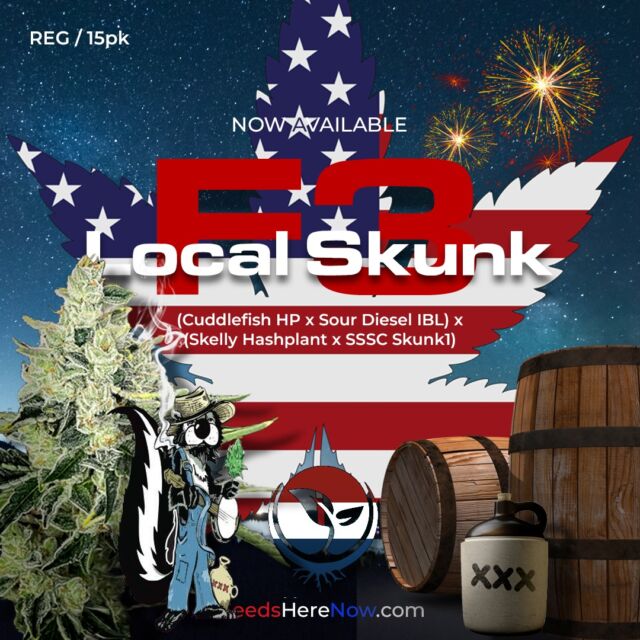 Orange Velvet X Cinderella 99 Seeds | Zesty, Uplifting Hybrid Strain