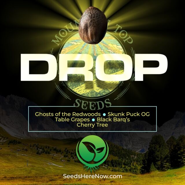 Serious Seeds - Warlock {REG} [11pk] | SeedsHereNow