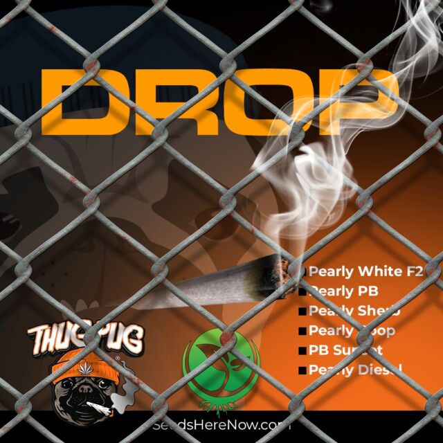 Serious Seeds - Warlock {REG} [11pk] | SeedsHereNow