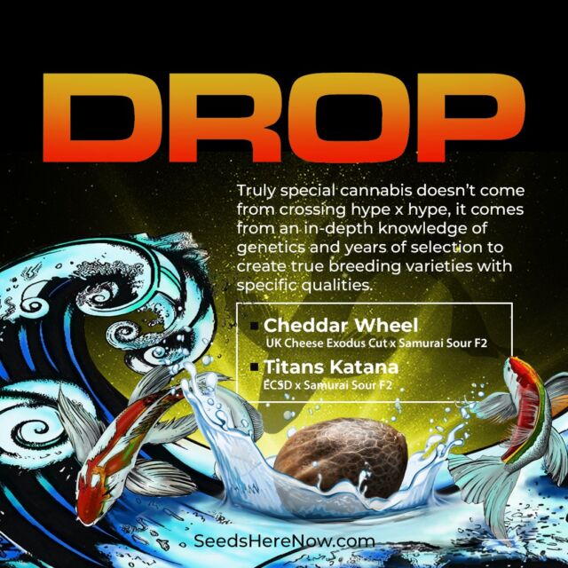 Serious Seeds - Warlock {REG} [11pk] | SeedsHereNow